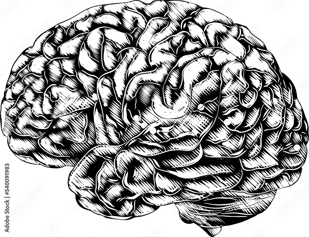 PNG engraved style illustration for posters, decoration and print. Hand ...