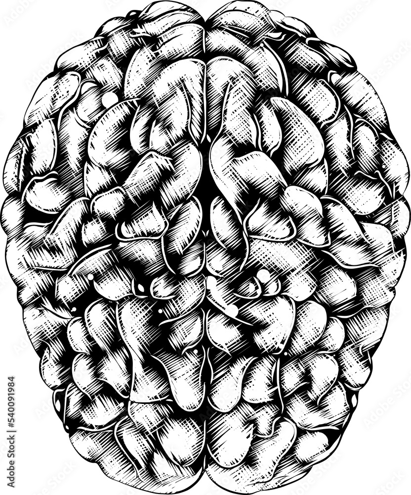 PNG engraved style illustration for posters, decoration and print. Hand ...