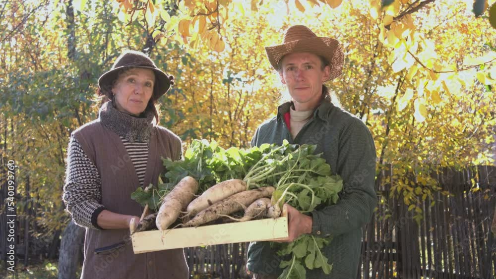 Family of farmers with harvest of white radish. A man and a woman are ...