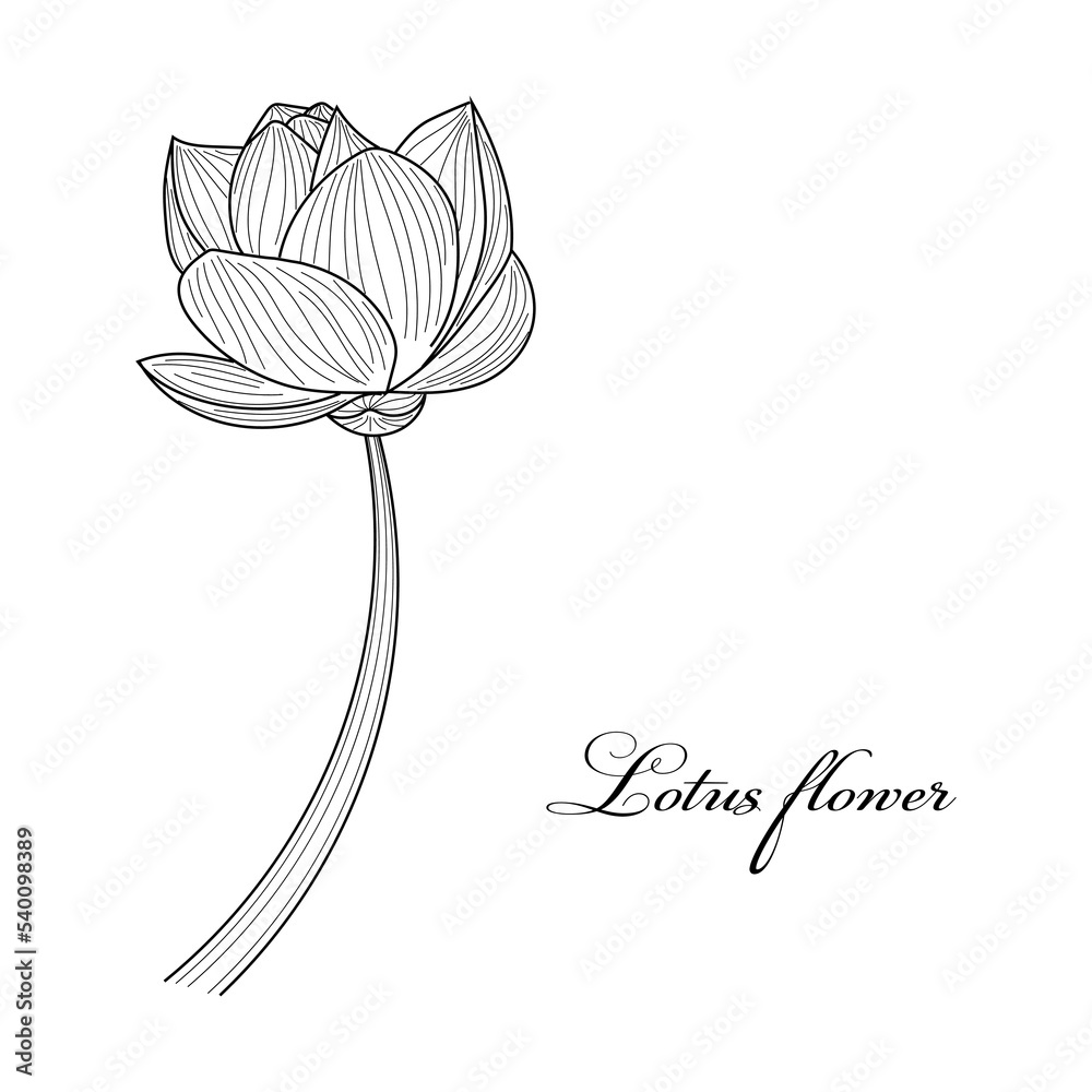 Hand drawn Lotus flower in linear style. The lotus flower is Detailed ...