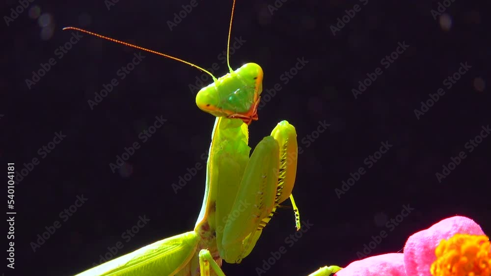 The European mantis (Mantis religiosa). The predator hunts insects ...