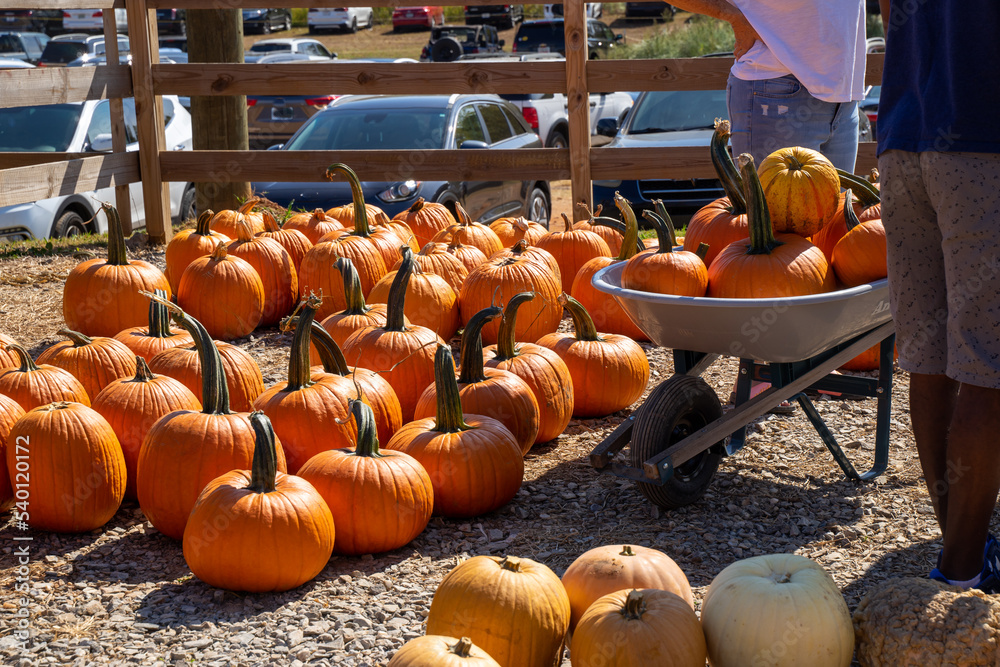 A pumpkin farm in the fall and Halloween season. American families have ...