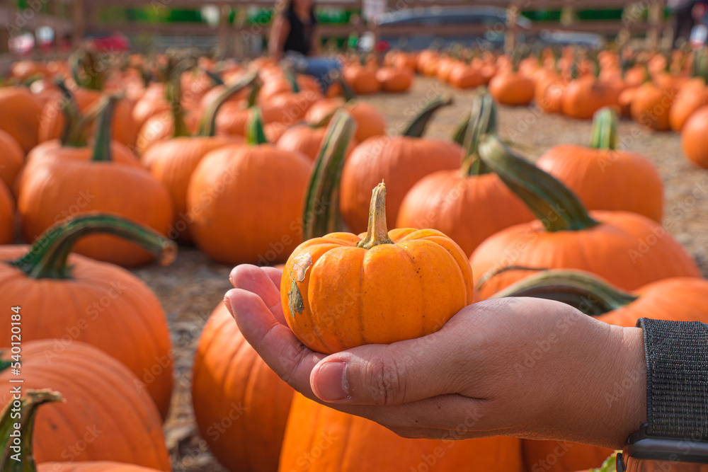 A pumpkin farm in the fall and Halloween season. American families have ...