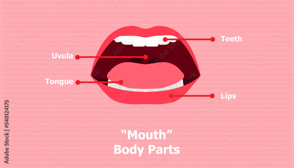 Descriptional background of mouth body parts with names Stock Vector ...