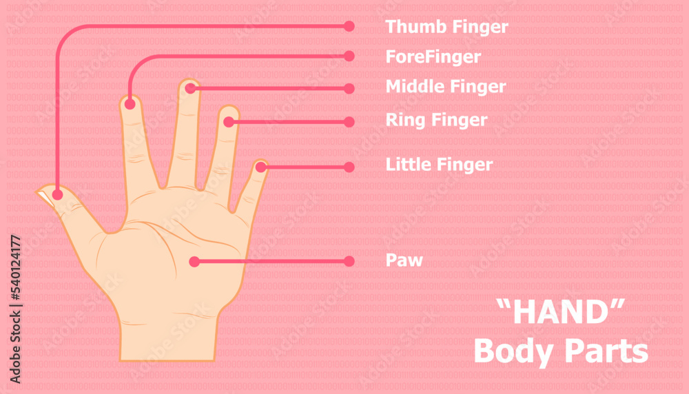 Educational poster of hand parts with names Stock Vector | Adobe Stock