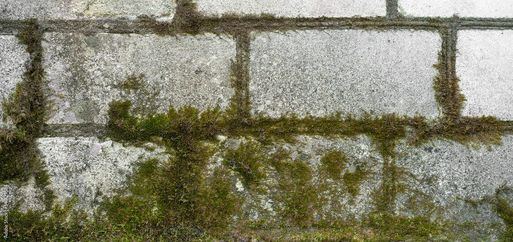 White brick background. Moss-covered wall with brickwork. The ...