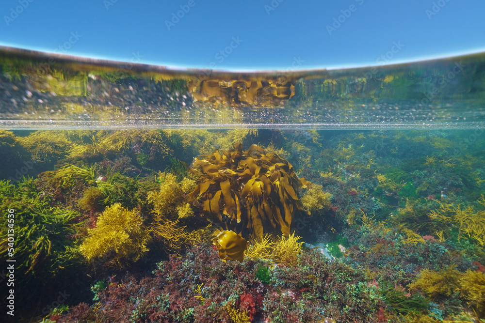 Algae underwater in the ocean and blue sky, split level view over and ...