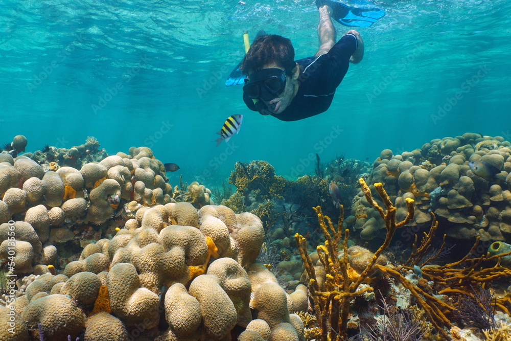 Man snorkeling underwater in a coral reef looks at a sergeant major ...