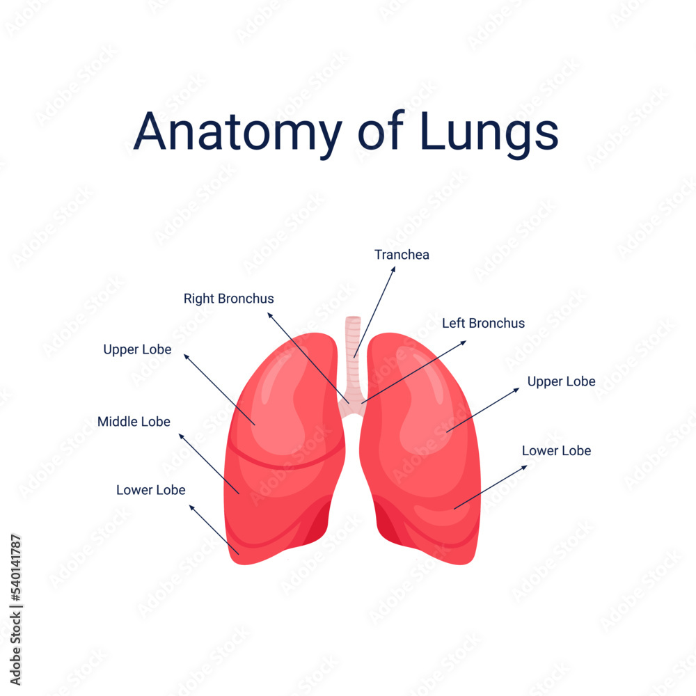 Human lungs anatomy diagram vector illustration Stock Vector | Adobe Stock