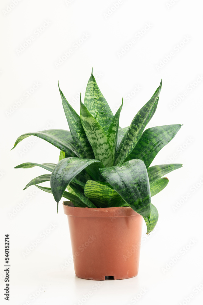 Snake Plant in ceramic pot on white background. Bowstring Hemp, Devil ...