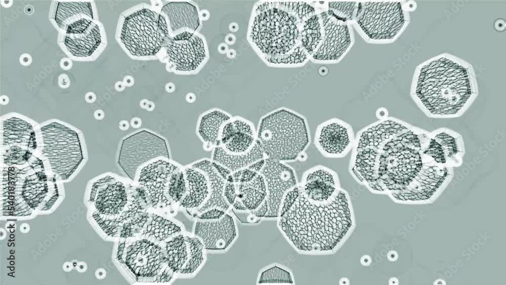 Slow movement of cells under the eyepiece of a laboratory microscope ...