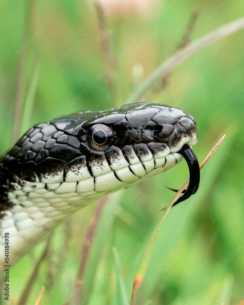 Vertical closeup of a black and white eastern rat snake with its forked ...