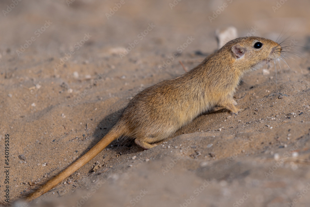 Desert Gerbils