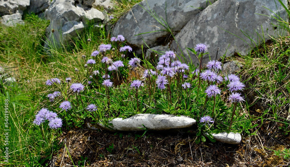 Heart-leaved globe daisy // Herzblättrige Kugelblume (Globularia ...