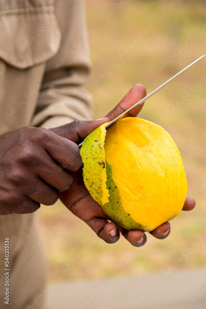 Black man, African man hands holding and peeling fresh mango fruit with ...