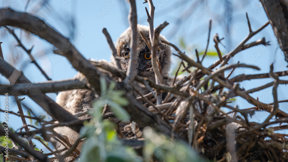 Wild short-eared owl with its chick sits and looks through the branches ...