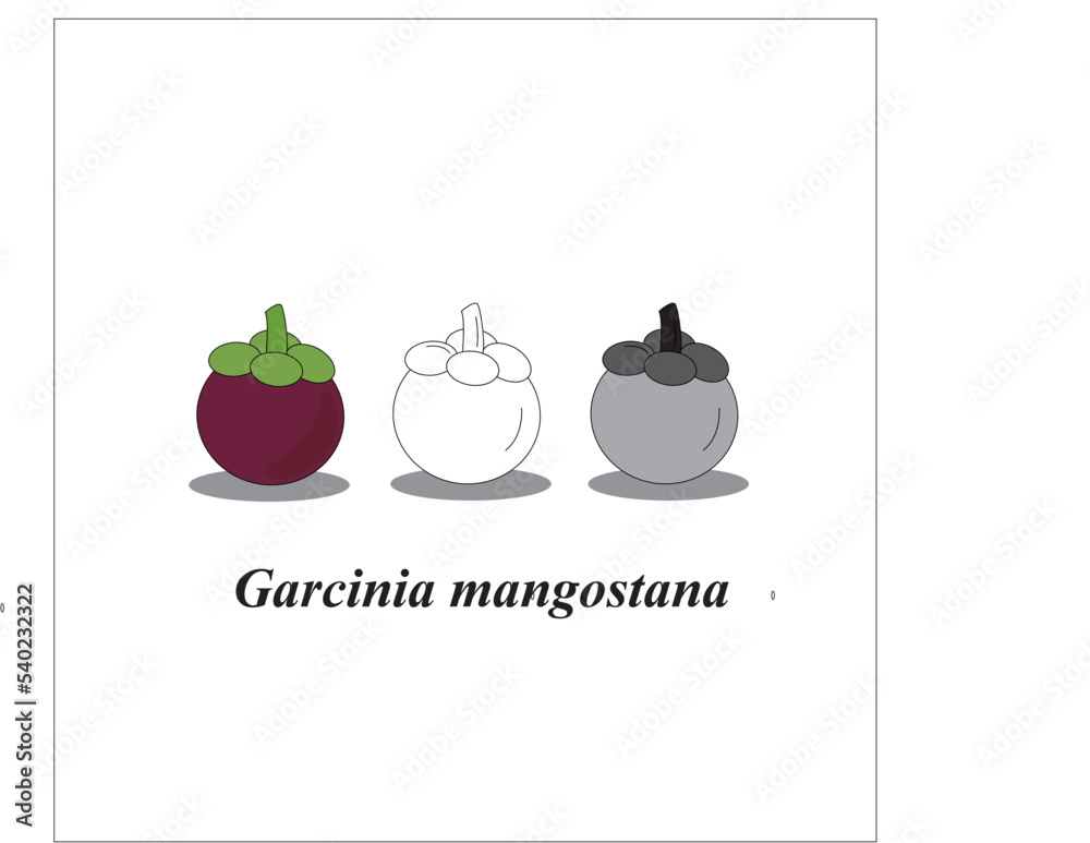 ( buah manggis ) Vector cute purple mangosteen fruit from Indonesia for ...