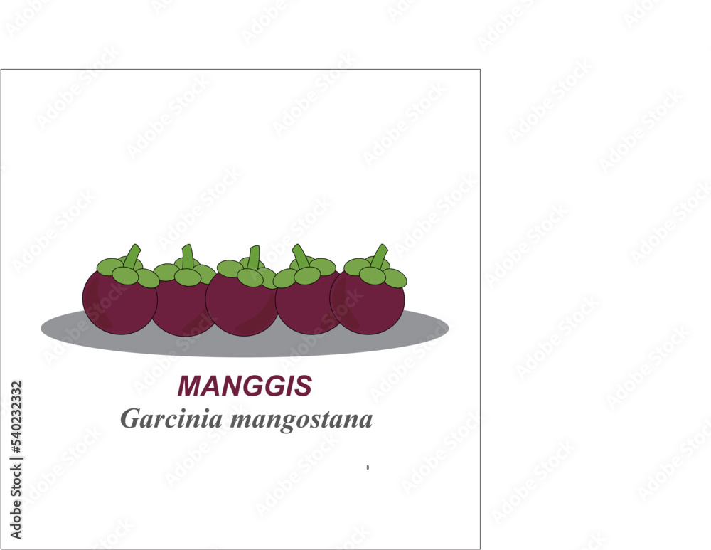 ( buah manggis ) Vector cute purple mangosteen fruit from Indonesia for ...