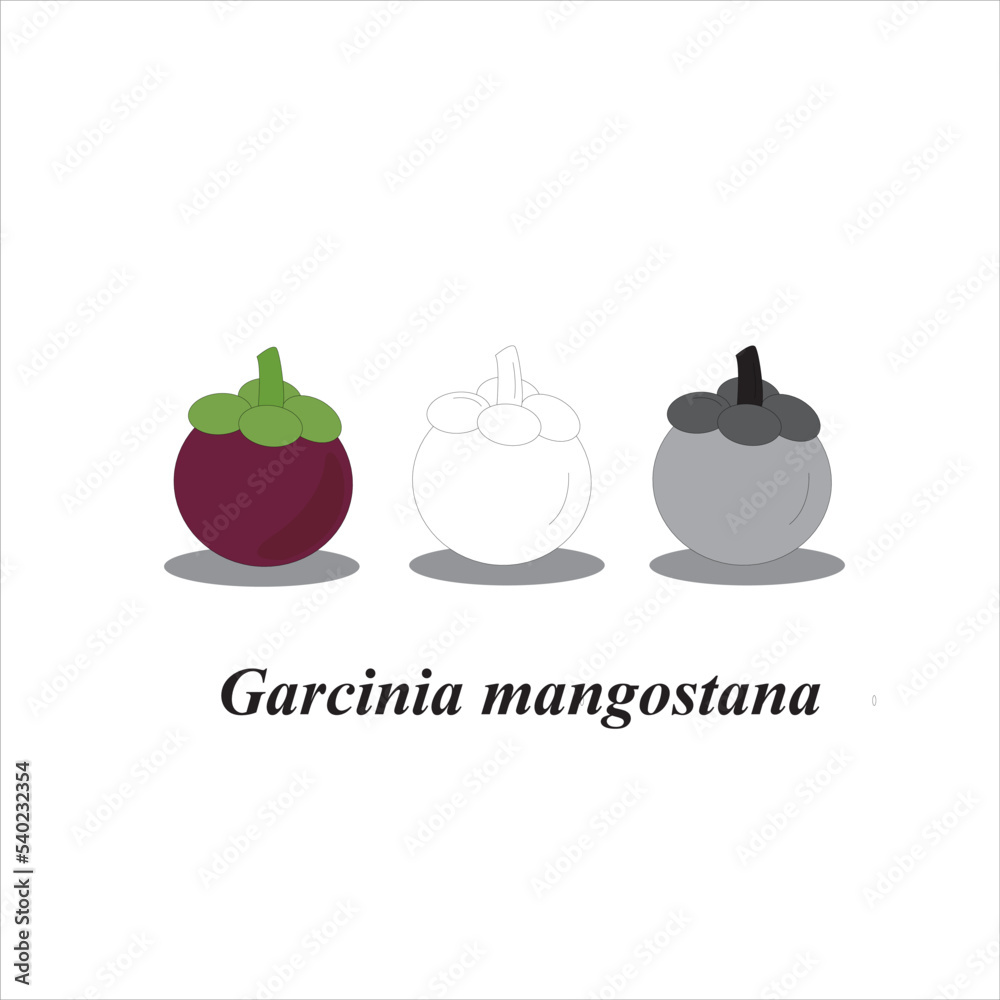 ( buah manggis ) Vector cute purple mangosteen fruit from Indonesia for ...