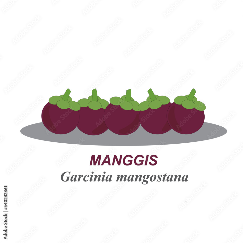 ( buah manggis ) Vector cute purple mangosteen fruit from Indonesia for ...