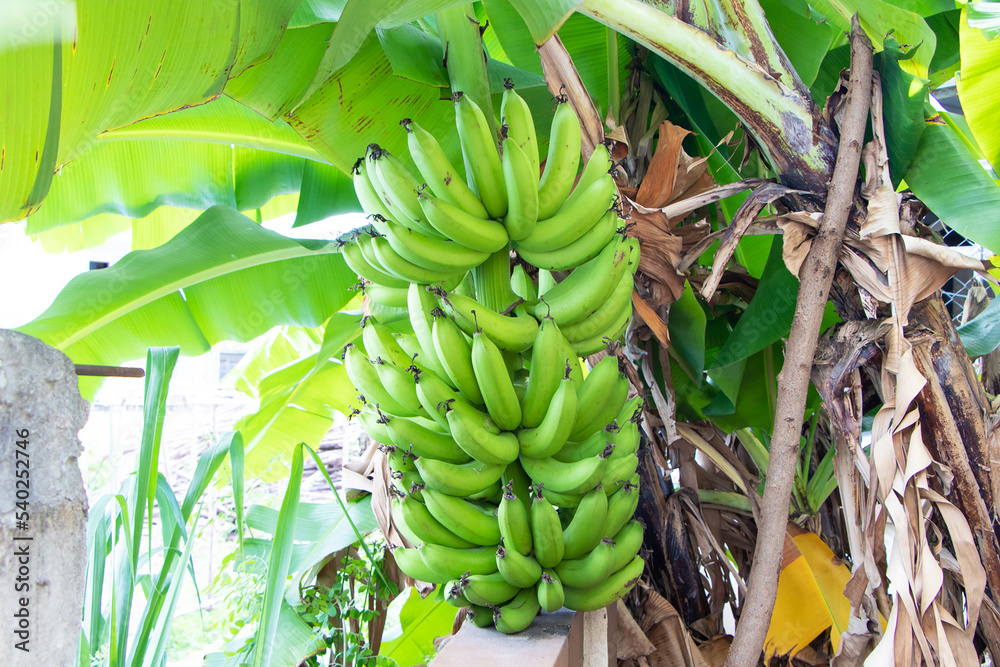 Banana (Musa acuminata). Fresh green banana old bunch about to ripen ...