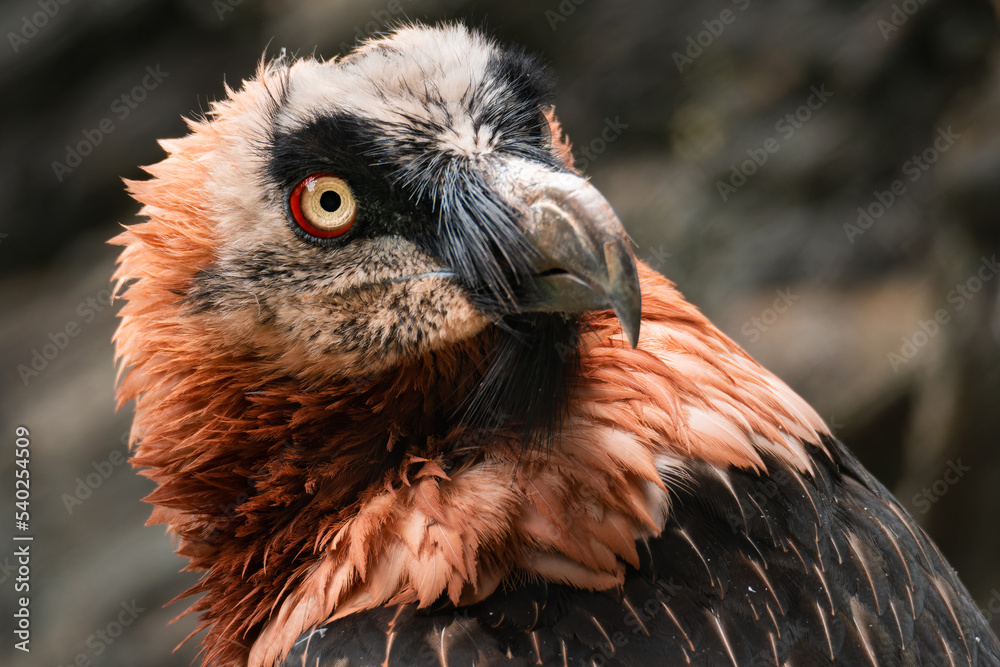 Bearded vulture (Gypaetus barbatus), with beautiful black coloured ...