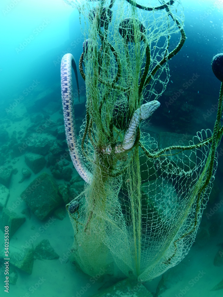 snake caught in an old fishing net underwater scenery ghost nets ...