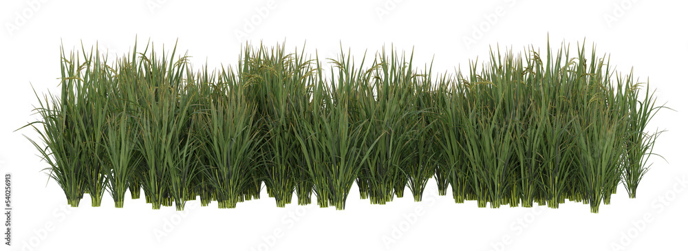 Rice plants PNG image _ Rice plants transparent background Stock-Foto ...
