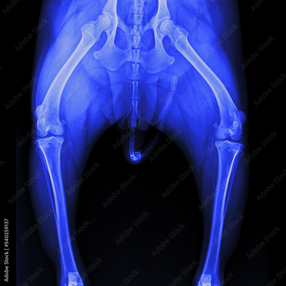 Poster X-ray film pelvis to knee joint of dog anterior view- veterinary ...