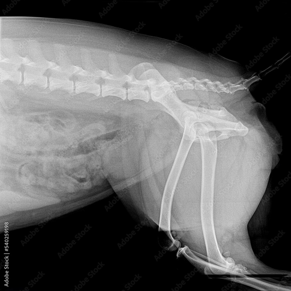 X-ray film of pelvis dog lateral view- veterinary medicine and ...