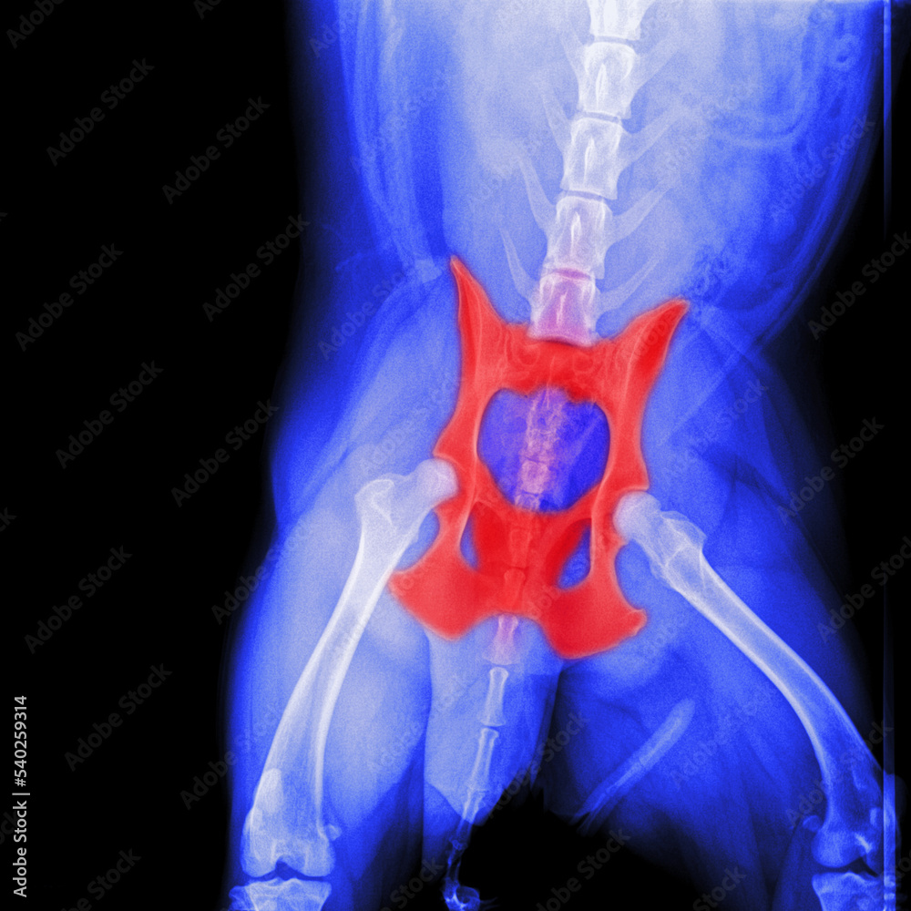 Poster X-ray film of pelvis dog anterior view with red highlight on hip ...