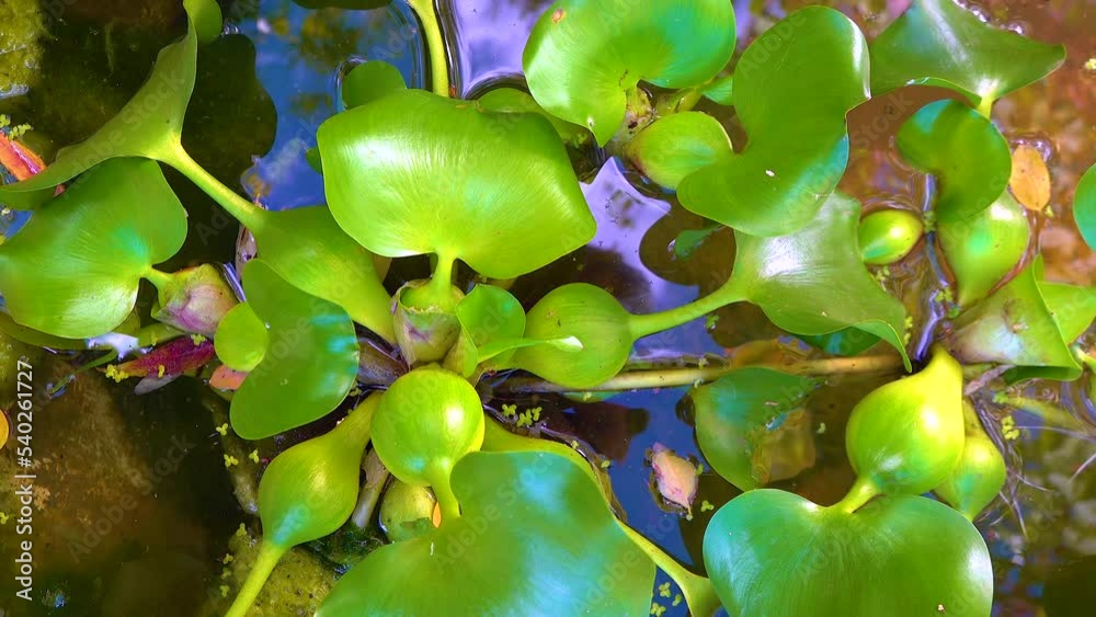 Pontederia crassipes (Eichhornia crassipes), known as common water ...