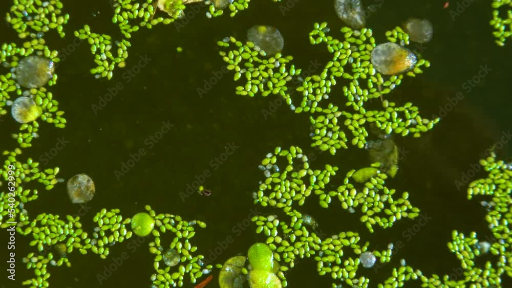 Spotless watermeal, rootless duckweed (Wolffia arrhiza) and duckweed ...