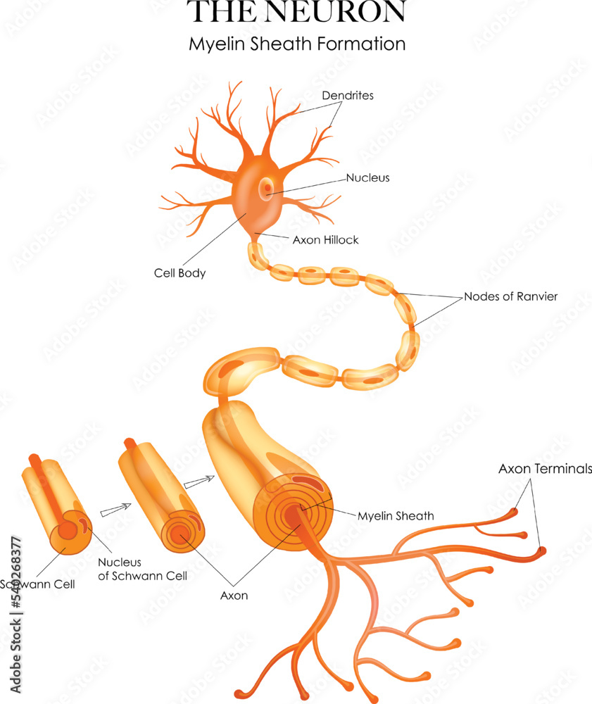 Colorful Neuron anatomy and myelin sheath formation on a white ...