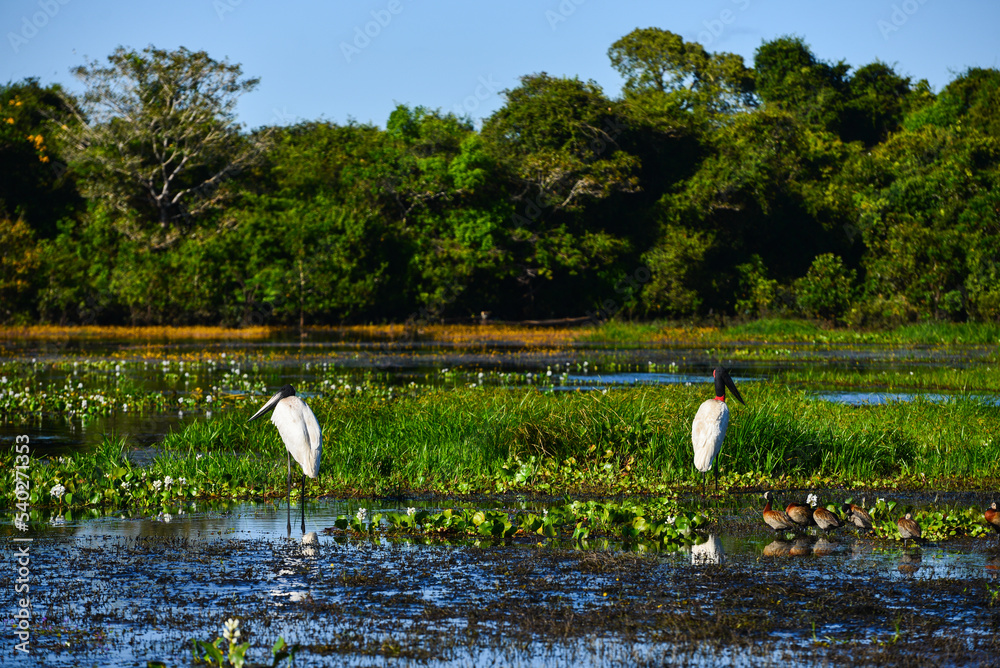 Two Jabiru storks (Jabiru mycteria), also known as Tuiuiú, and a group ...