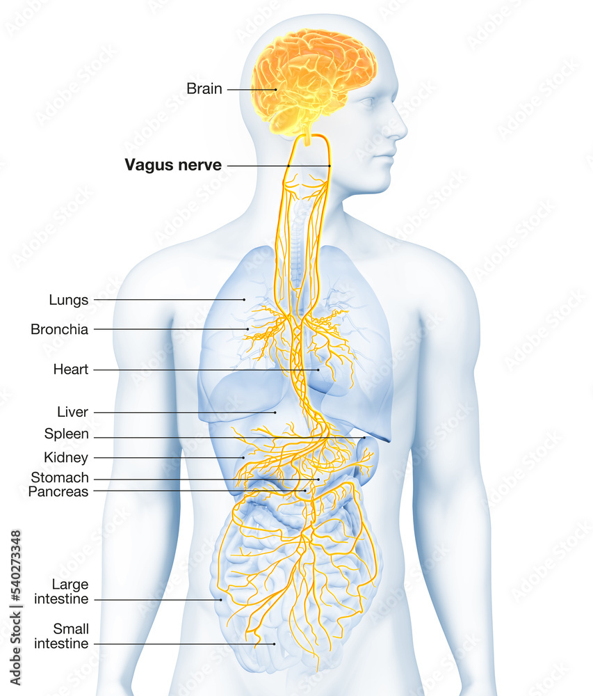 Photo & Art Print Active brain and energetic vagus nerve, communication ...