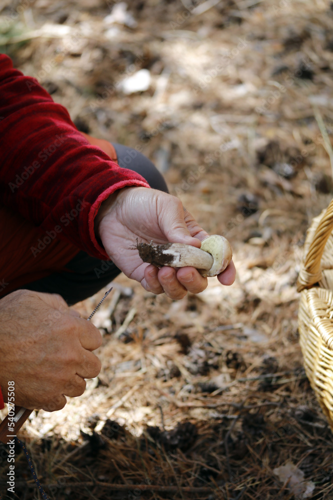 mano de experto en setas con boletus en la mano Stock Photo | Adobe Stock
