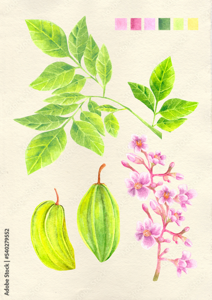 Watercolor botanical philippine flora Averrhoa carambola Balimbing ...