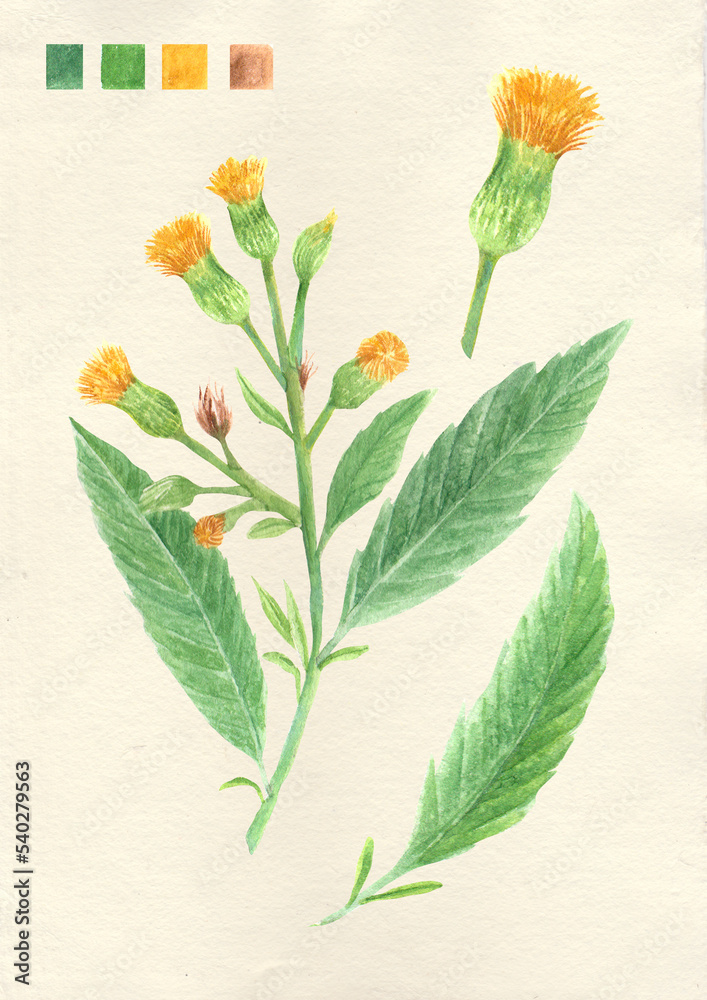Watercolor botanical philippine flora Blumea balsamifera flower Stock ...