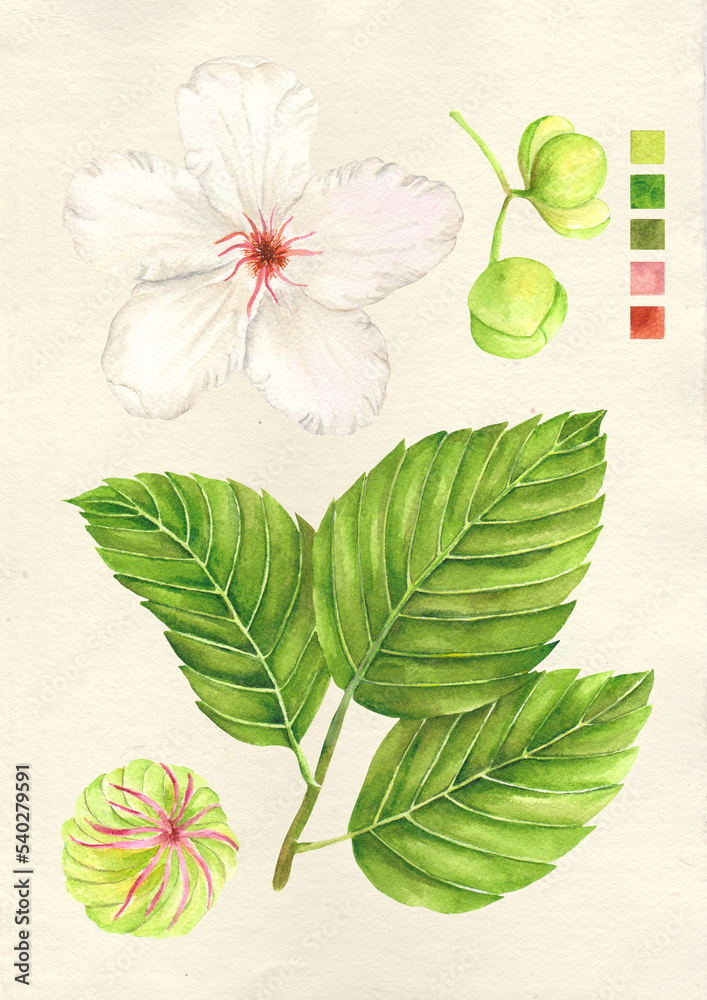 Watercolor botanical philippine flora Dillenia philippinensis katmon ...