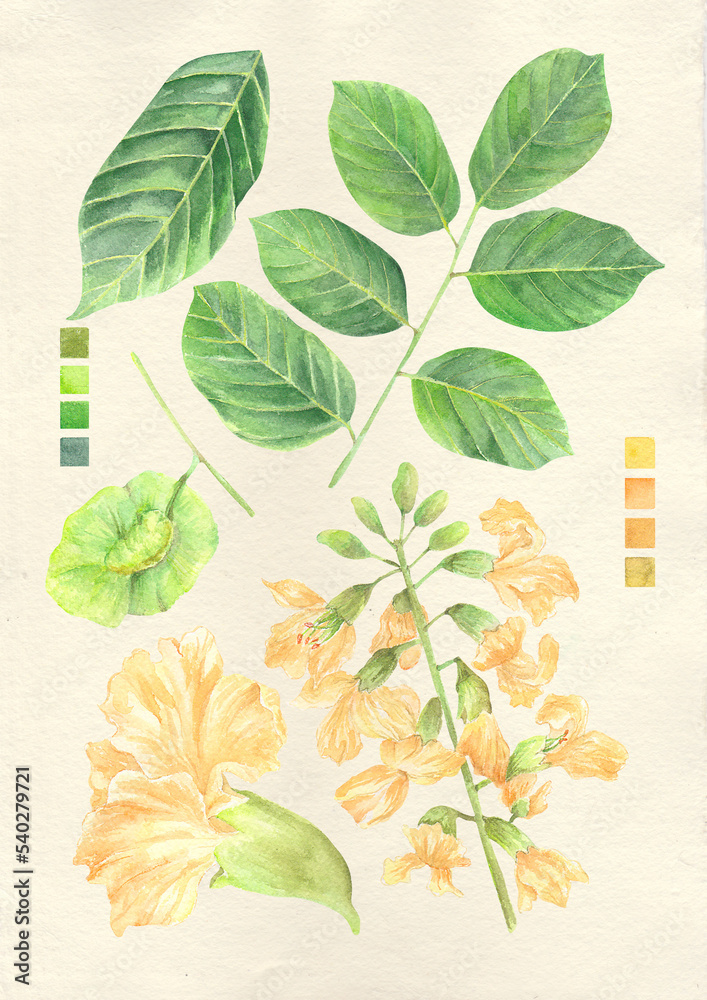 Watercolor botanical philippine flora Pterocarpus indicus narra Stock ...