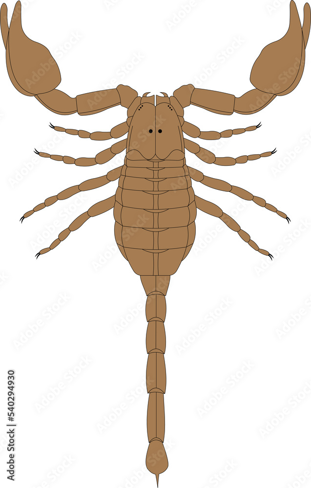 Scorpion external anatomy (dorsal view). Stock Illustration | Adobe Stock