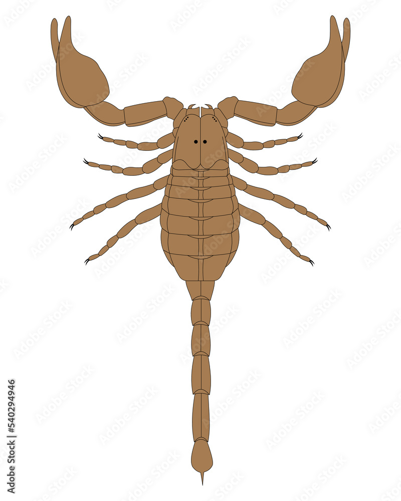 Scorpion anatomy (dorsal view). On white background. Stock Vector ...
