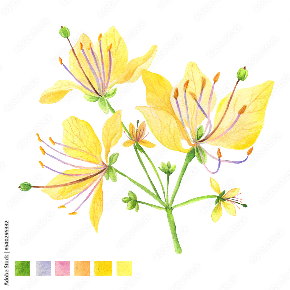 Watercolor plant portrait Philippine flora Crateva religiosa sacred ...