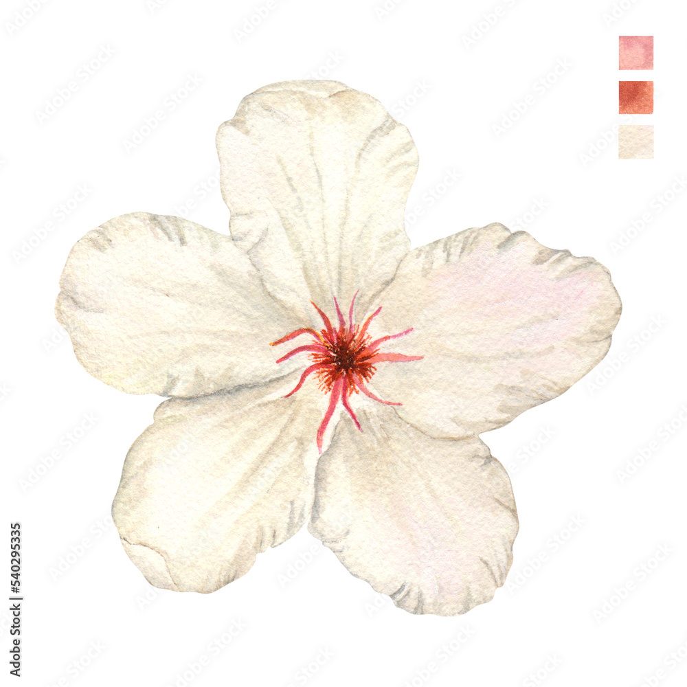 Watercolor plant portrait Philippine flora Dilennia philippinensis ...