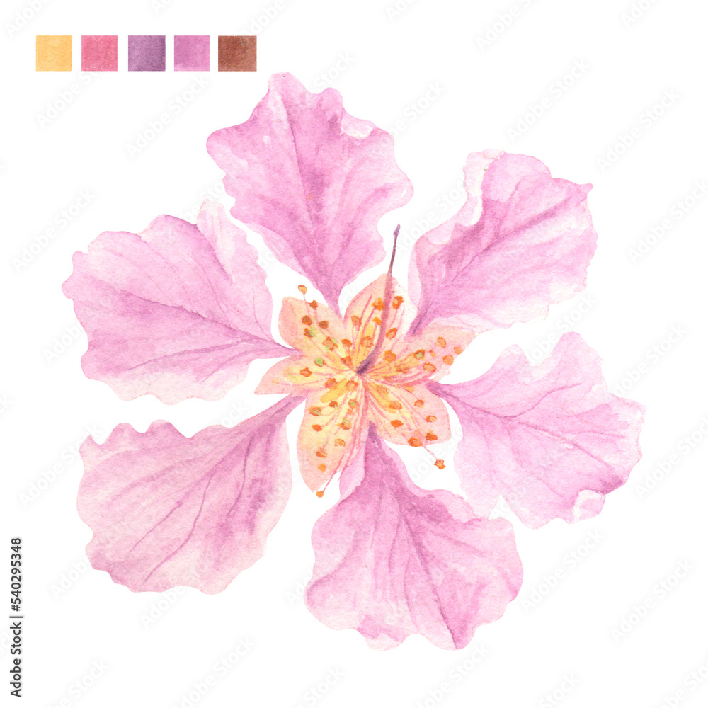 Watercolor plant portrait Philippine flora Lagerstroemia speciosa ...