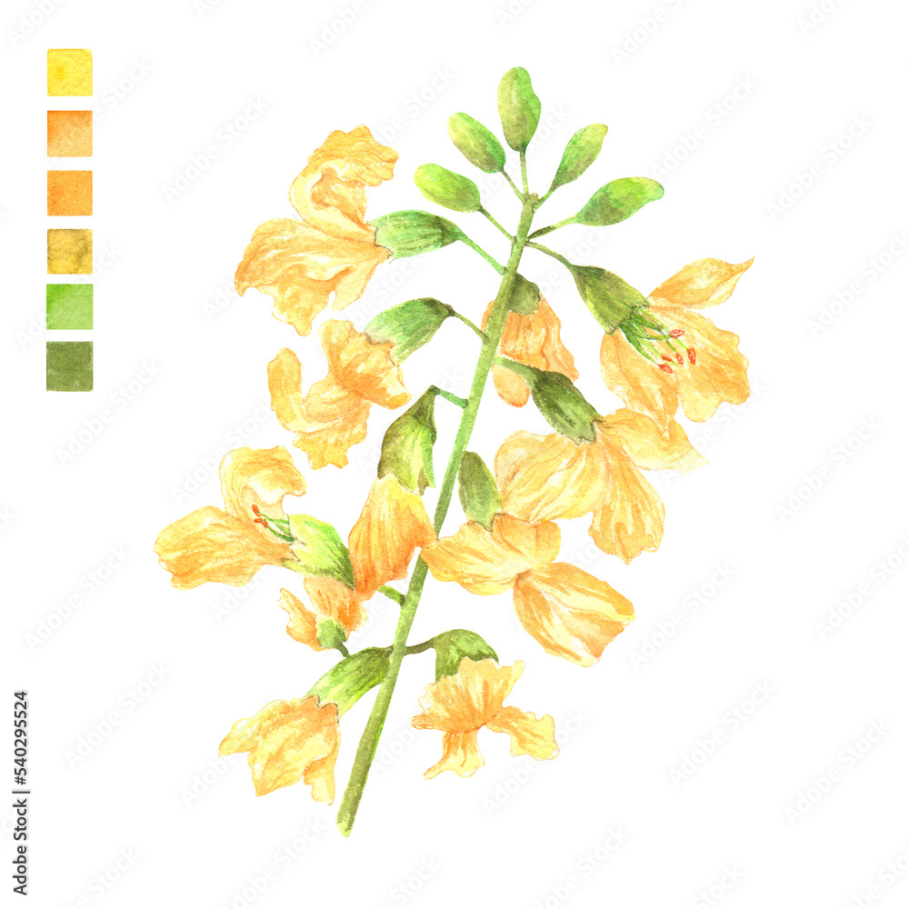 Watercolor plant portrait Philippine flora Narra flower stem Stock ...