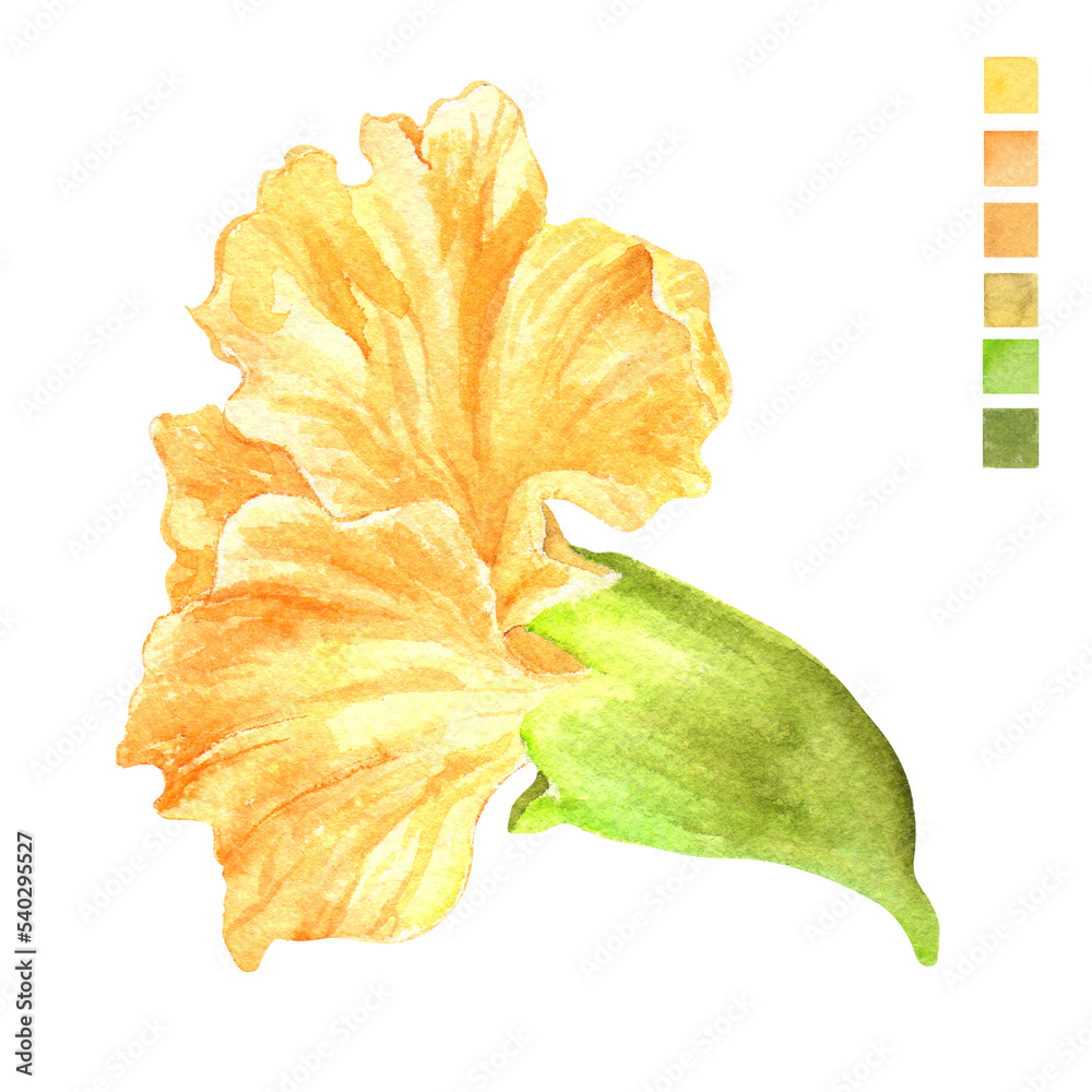 Watercolor plant portrait Philippine flora Narra flower Stock ...