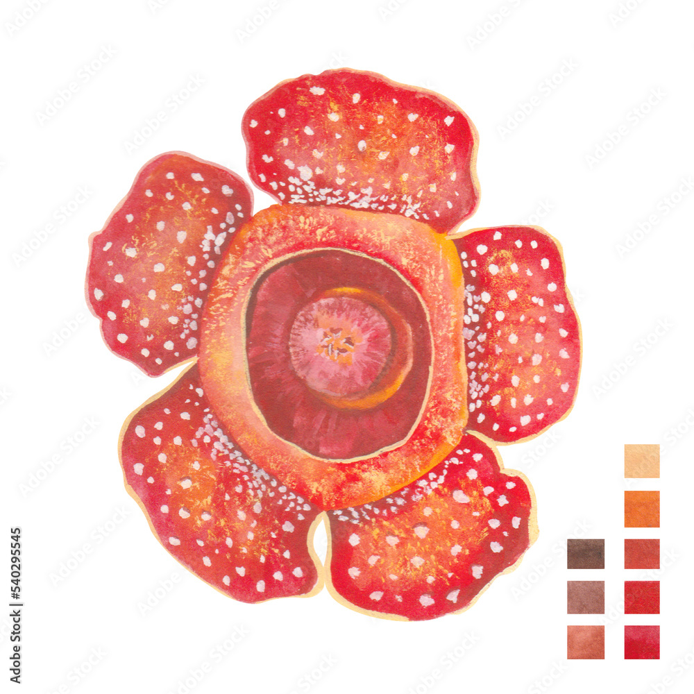 Watercolor plant portrait Philippine flora Rafflesia leonardi Stock ...