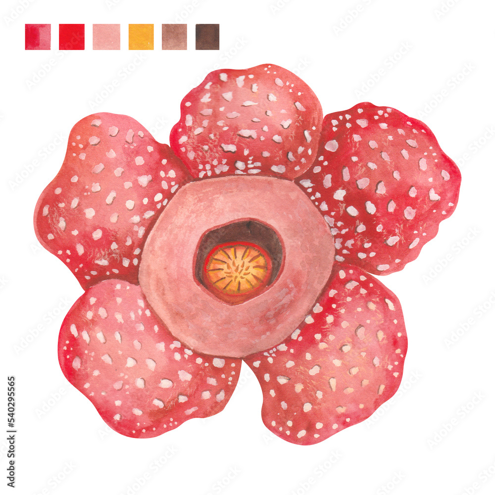 Watercolor plant portrait Philippine flora Rafflesia mira Stock ...
